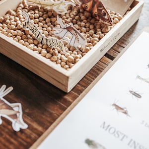 Entomology Lab Dramatic Play Set | Dramatic Play Set | Pretend Play ...