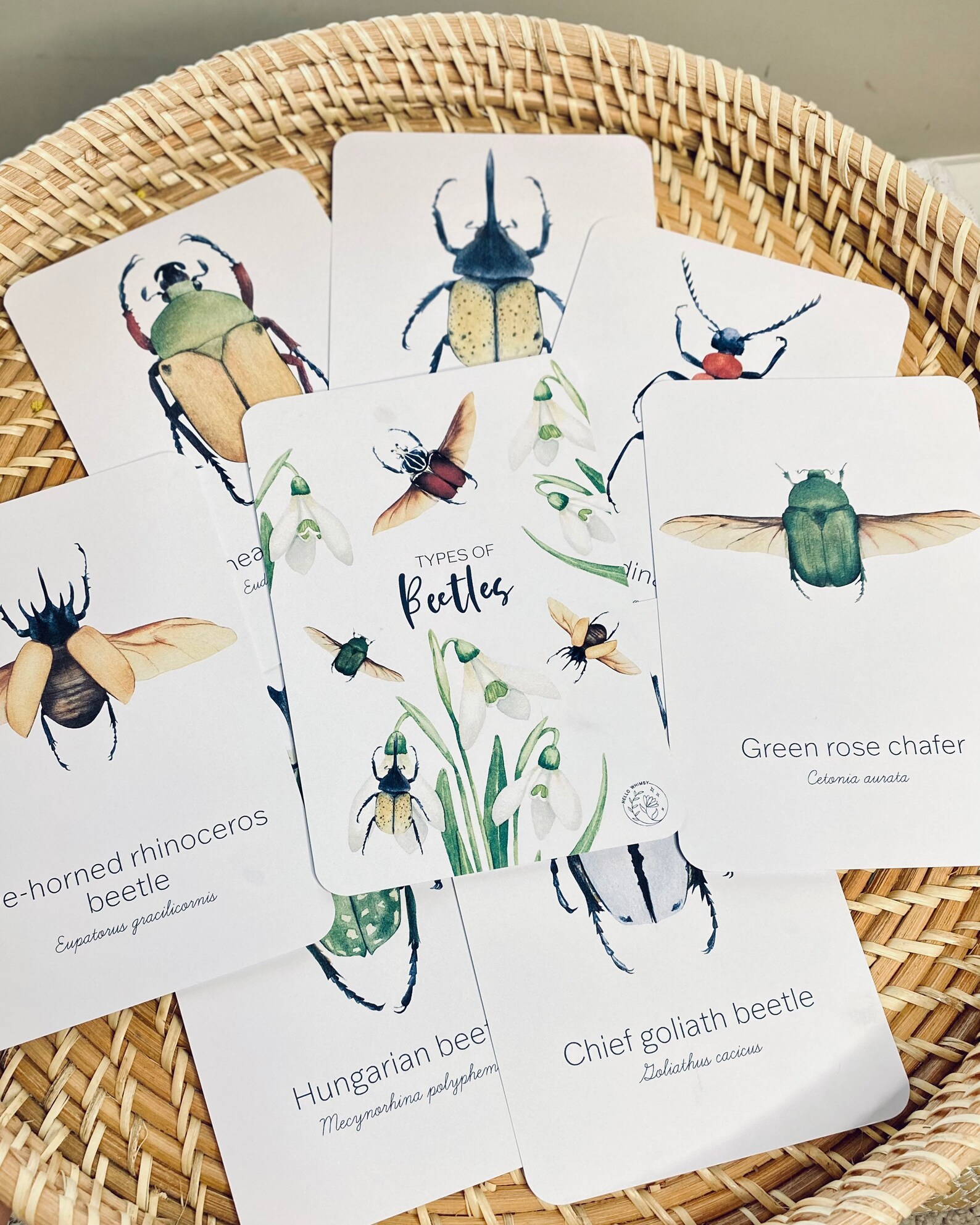 Beetle Species Flashcards Beetles Bugs Nature Flashcards - Etsy Australia
