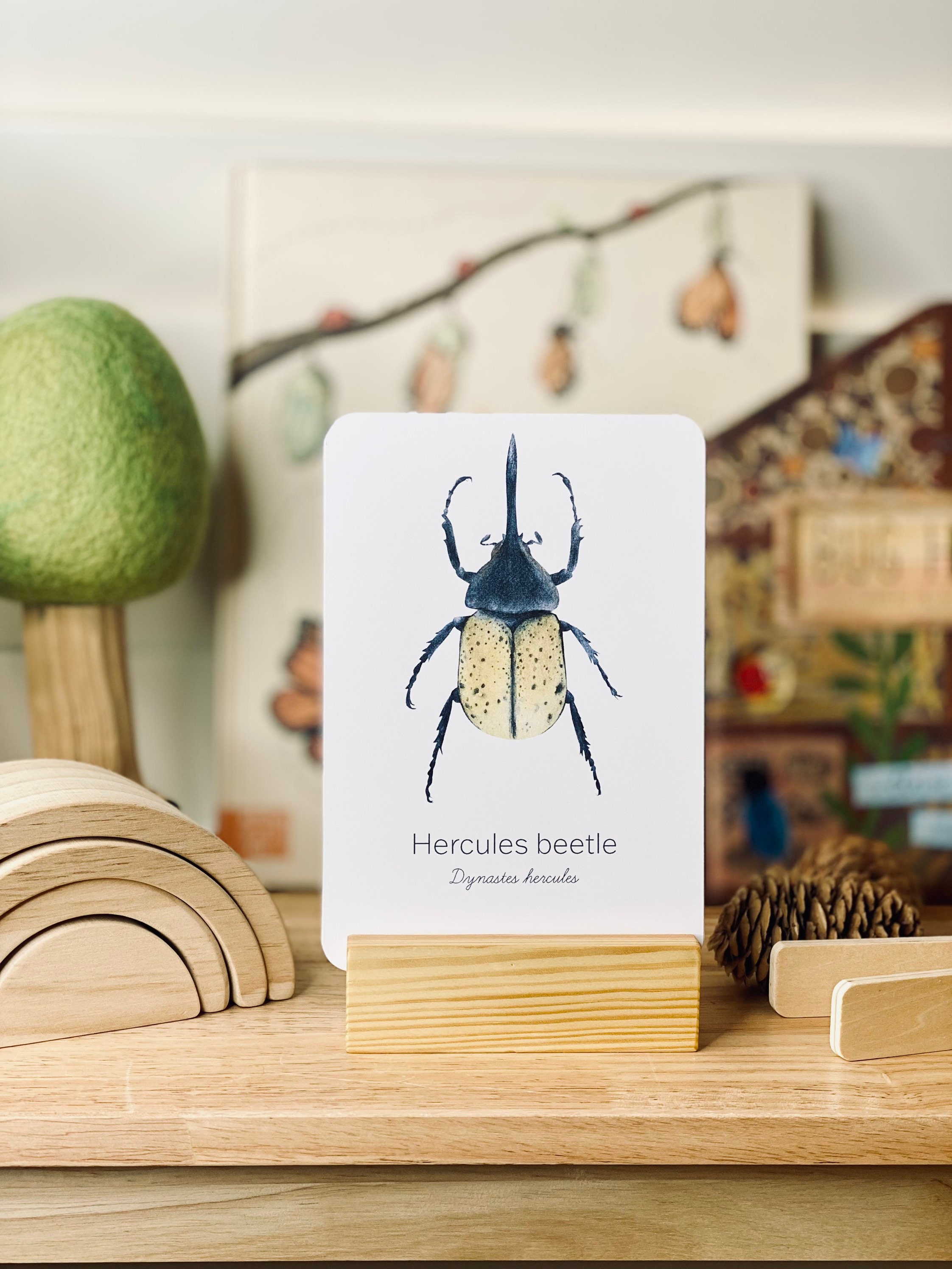 Beetle Species Flashcards Beetles Bugs Nature Flashcards - Etsy Australia