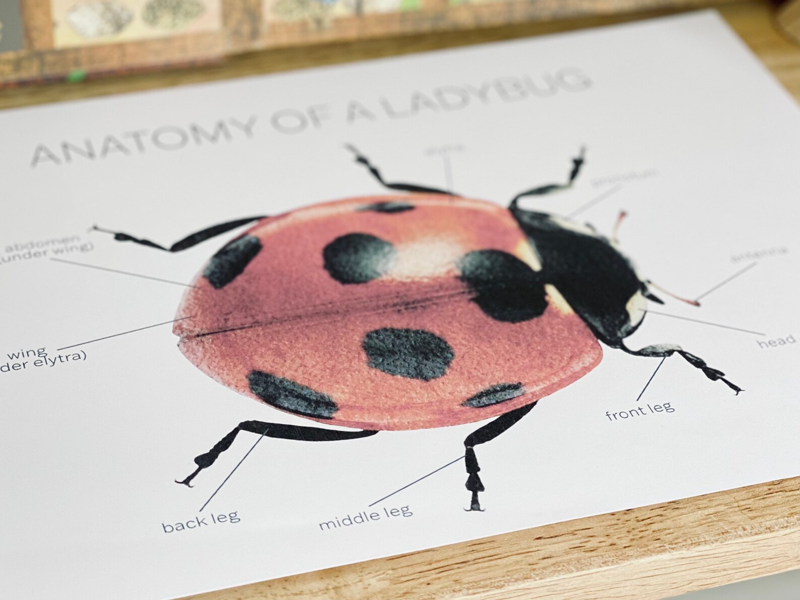 Anatomy of a Ladybug Poster Ladybug Anatomy Anatomy Poster - Etsy UK