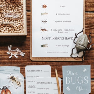 Entomology Lab Dramatic Play Set | Dramatic Play Set | Pretend Play ...