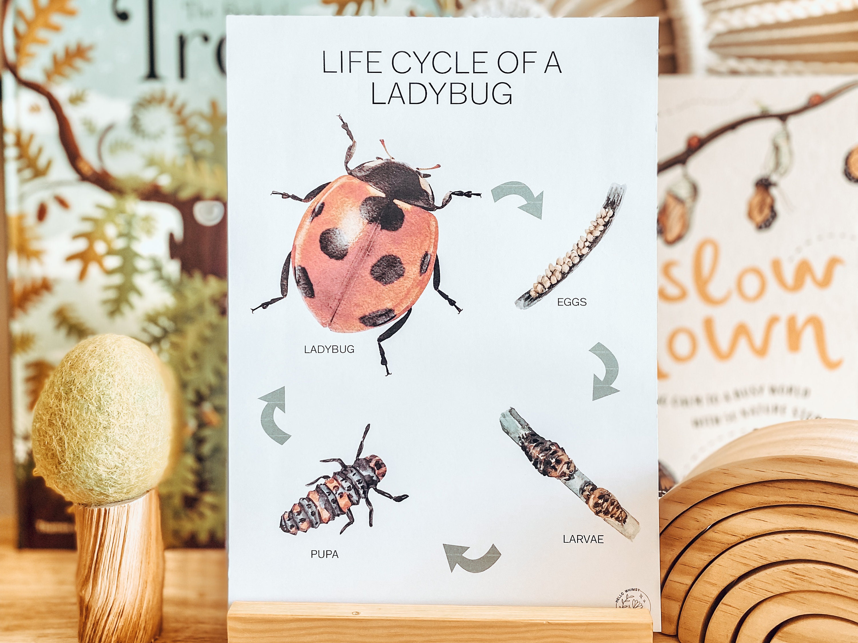 Homeschool Resources Lifecycle Ladybugs Nature Digital DIY Montessori ...