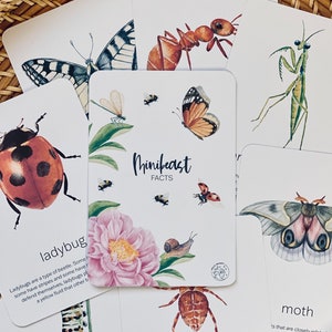 Minibeast Facts Flashcards, Minibeasts, Bugs, Insects, Nature ...