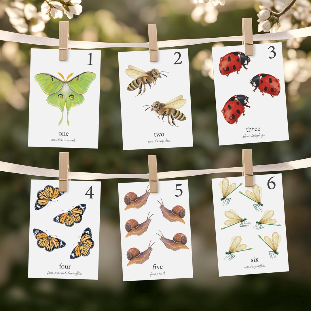 Minibeast Number Flashcards, Bugs Counting Flashcards for Kids ...