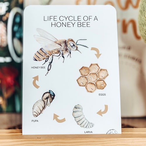 Honey Bee Life Cycle - Etsy