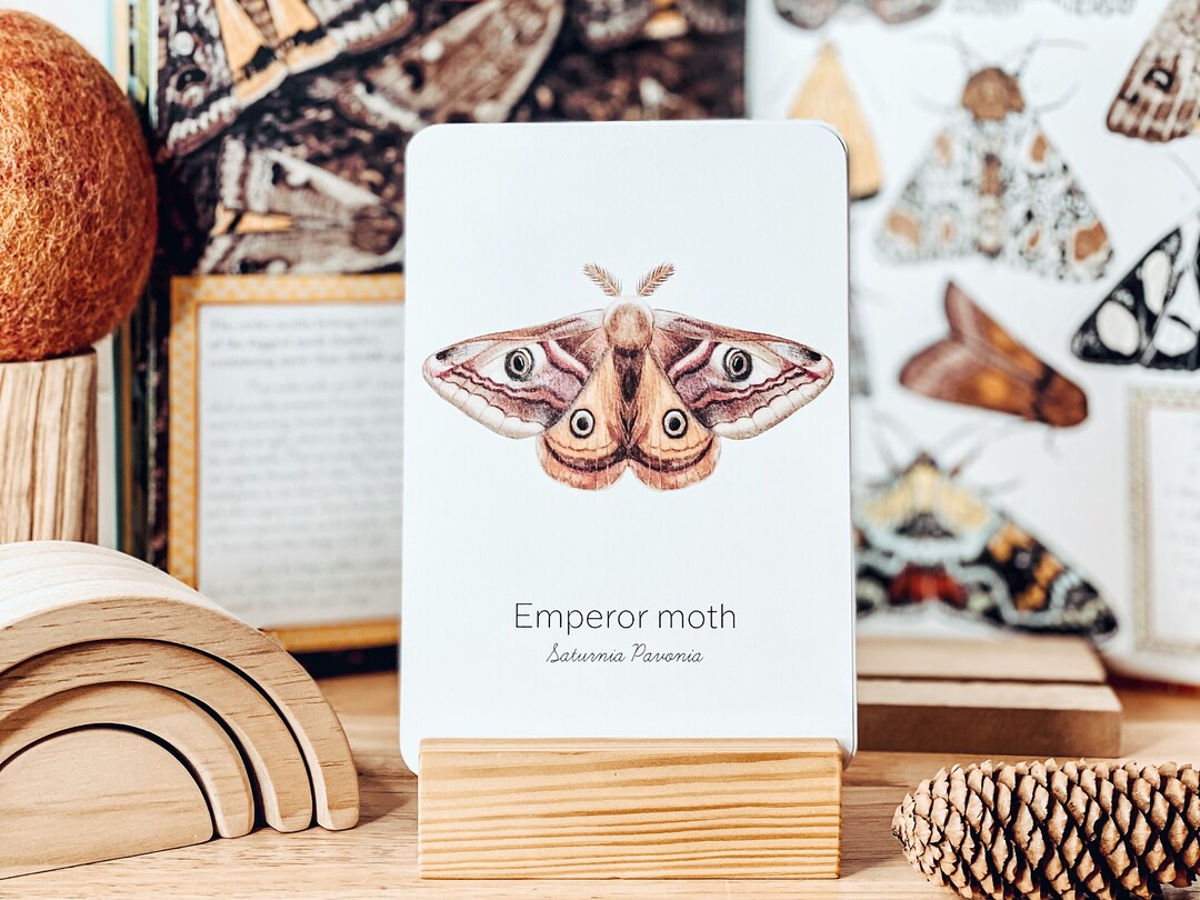 Moth Species Flashcards Moths Bugs Nature Flashcards - Etsy