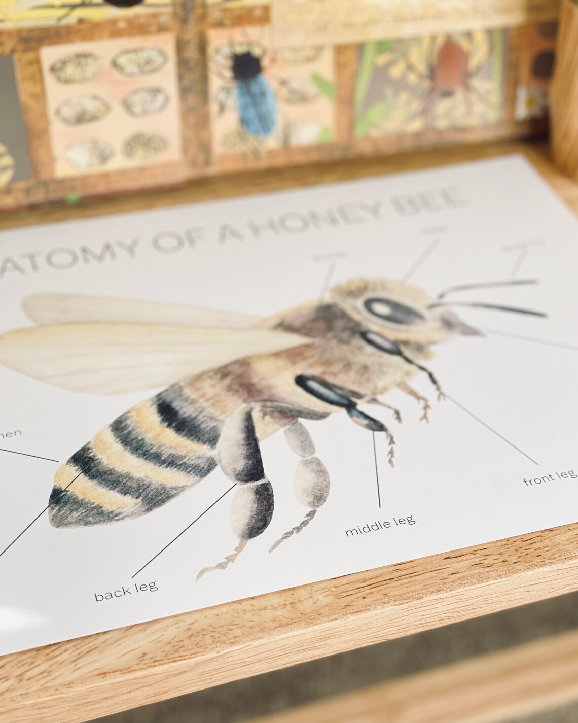 Anatomy of a Bee Poster Bee Anatomy Nature Poster Digital | Etsy
