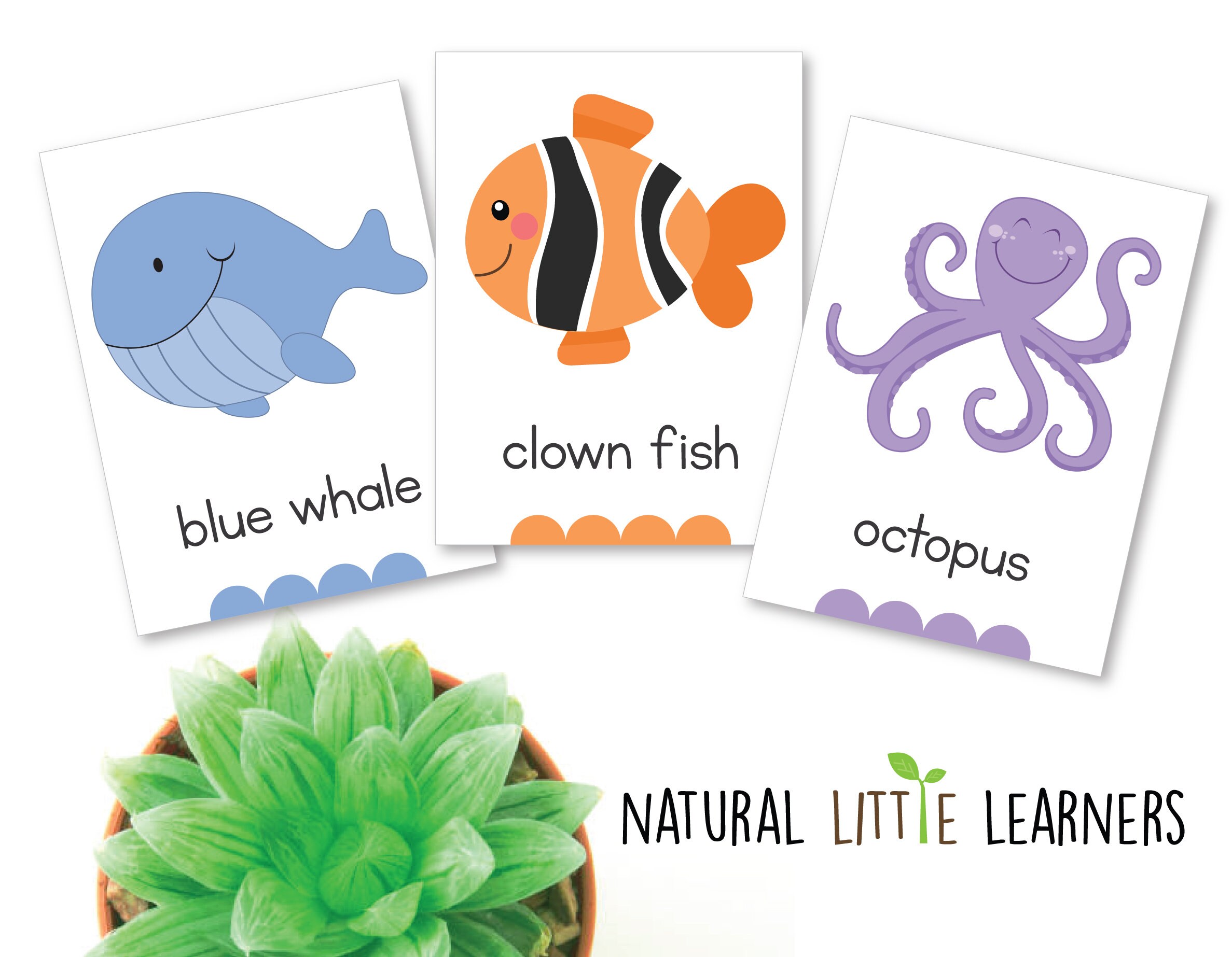 Ocean Flash Cards Sea Creatures Ocean Animals Flash | Etsy