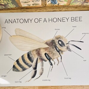 Anatomy of a Bee Poster Bee Anatomy Nature Poster Digital - Etsy Australia