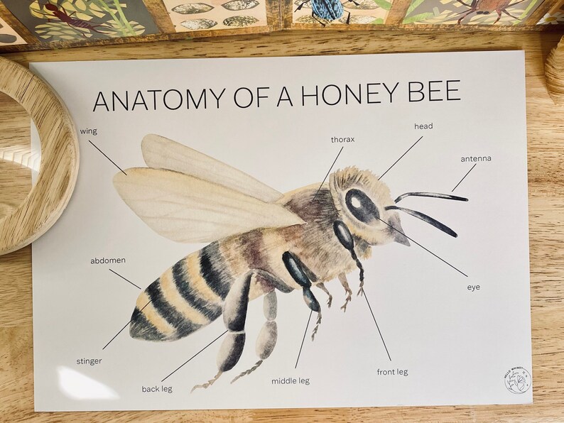 Anatomy of a Bee Poster Bee Anatomy Nature Poster Digital | Etsy