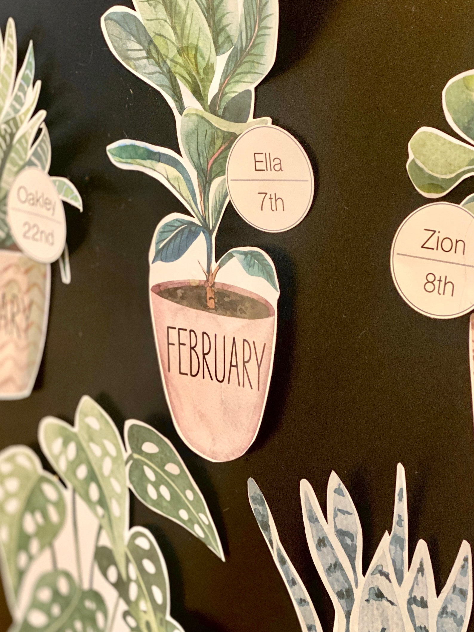 BOHO BOTANY Birthday Display Birthday Chart Plants Boho Plants Boho ...