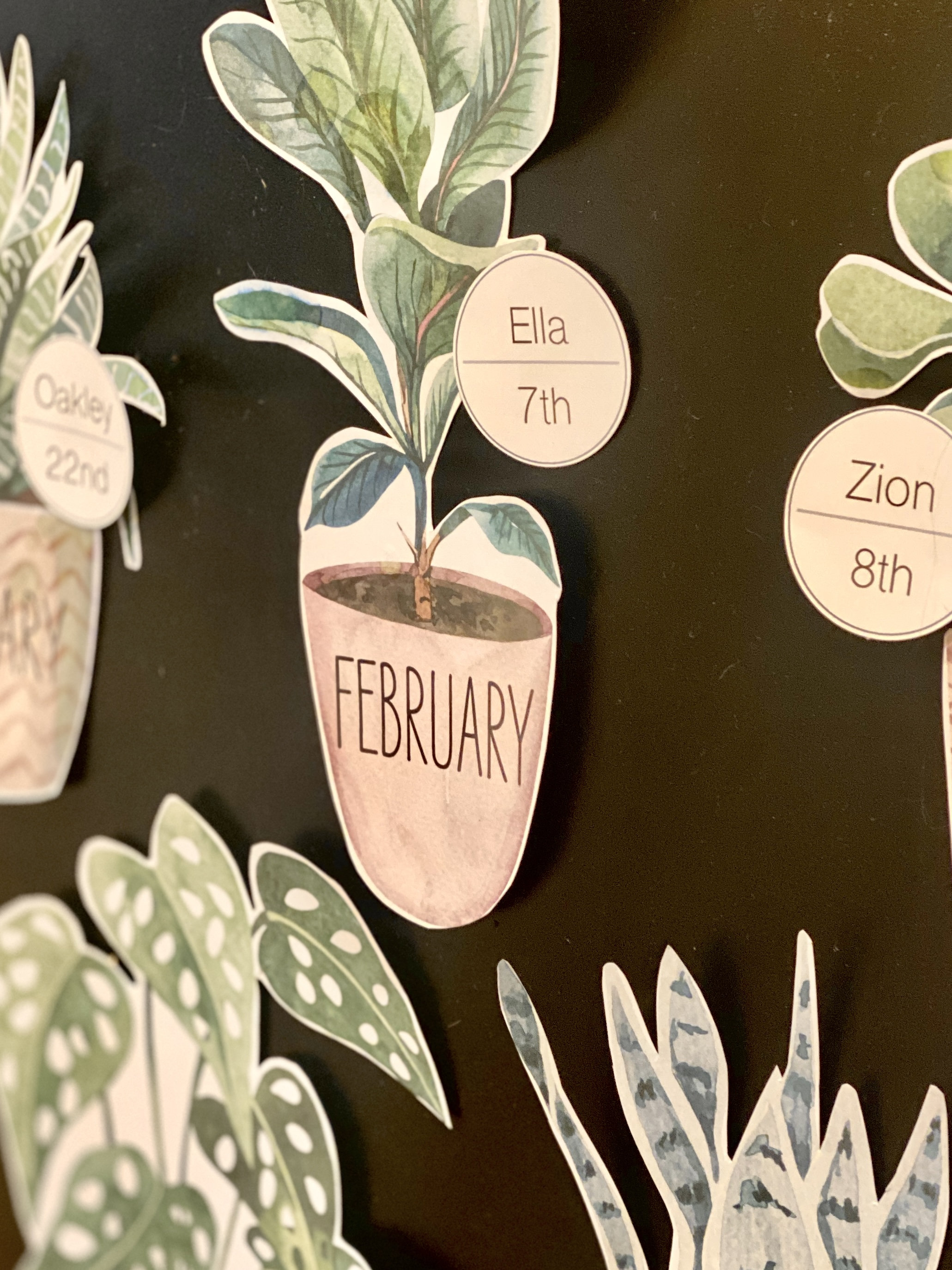 BOHO BOTANY Birthday Display Birthday Chart Plants Boho - Etsy Australia