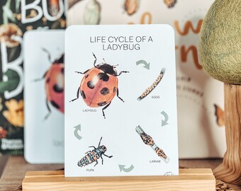 Ladybug Life Cycle - Etsy