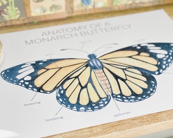 Butterfly Anatomy Poster - Etsy UK