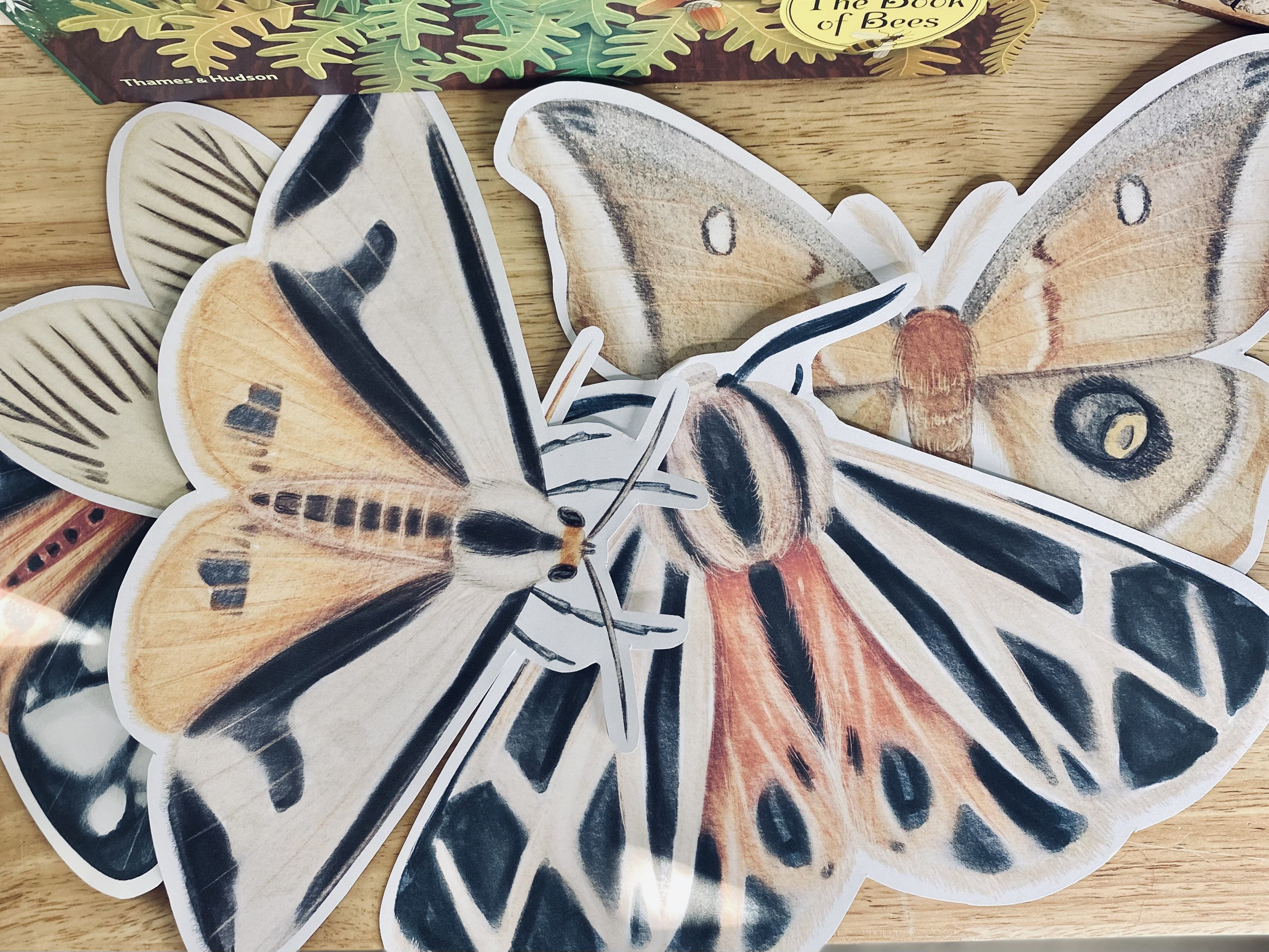 Large Moth Cut Outs Moth Wall Decor Printable Nature | Etsy