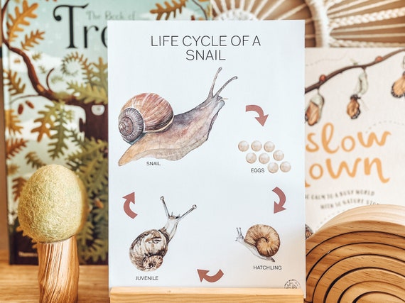 Life Cycle of a Snail Poster Snails Nature Poster Digital - Etsy Canada