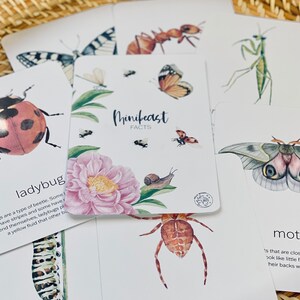 Minibeast Facts Flashcards, Minibeasts, Bugs, Insects, Nature ...