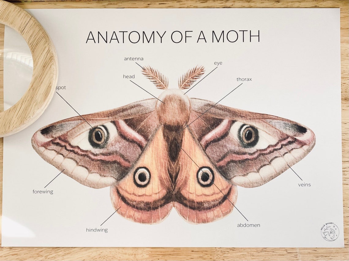 Anatomy of a Moth Poster Moth Anatomy Anatomy Poster - Etsy