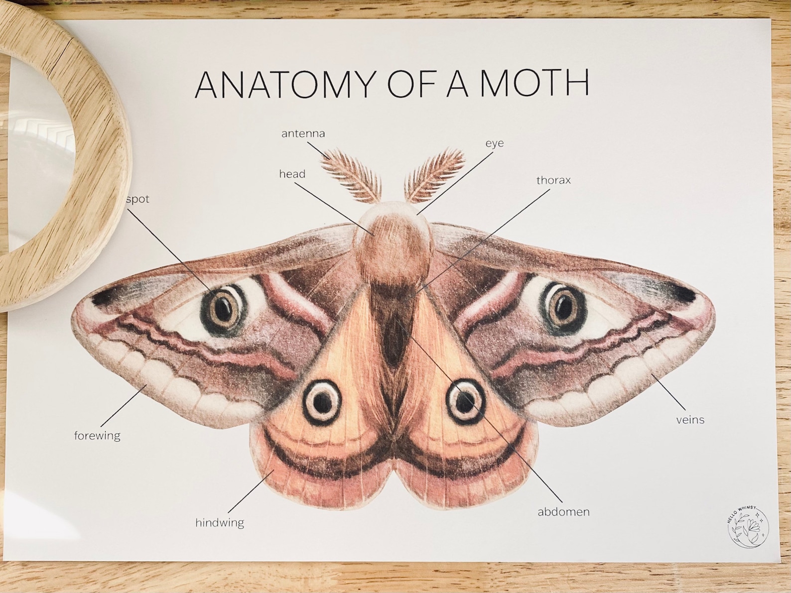 Anatomy of a Moth Poster Moth Anatomy Anatomy Poster - Etsy