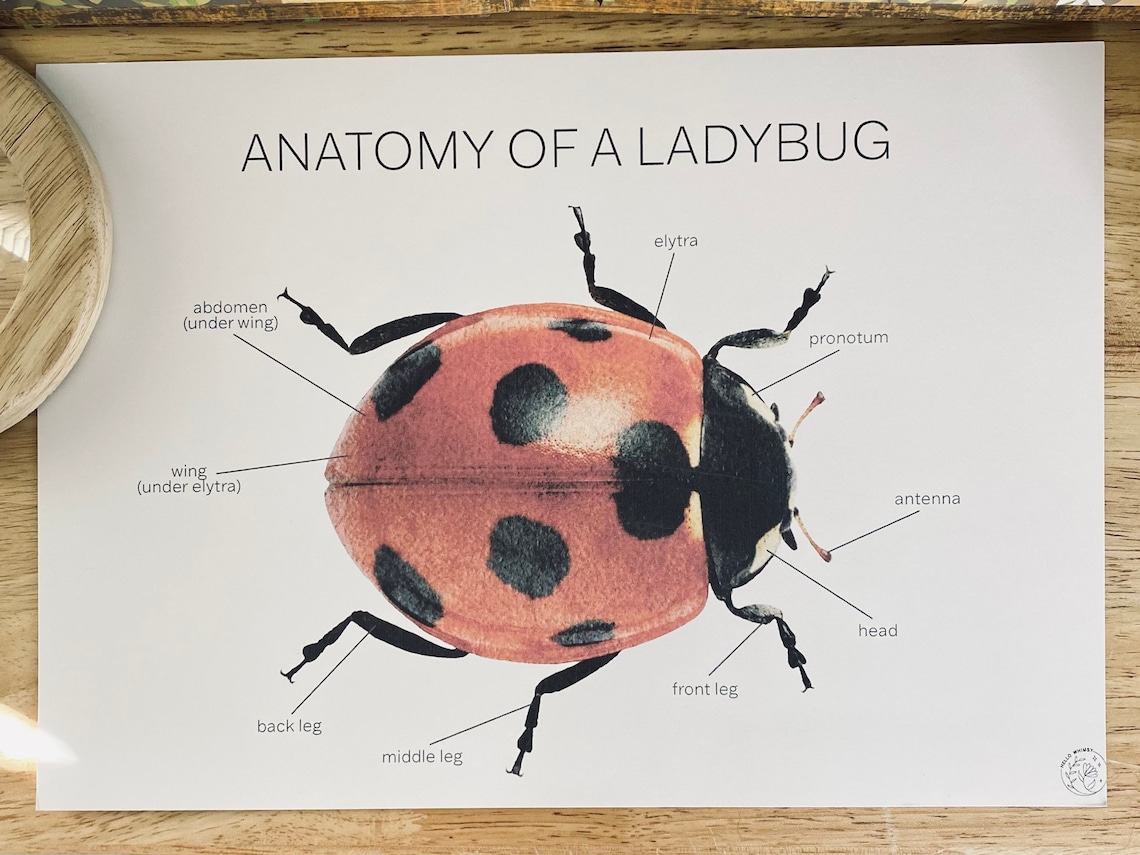 Anatomy of a Ladybug Poster Ladybug Anatomy Anatomy Poster - Etsy