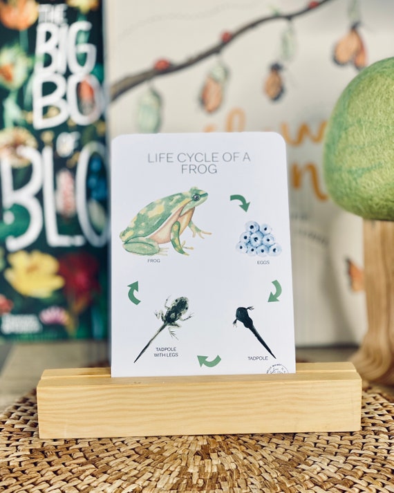 Wood Frog Life Cycle