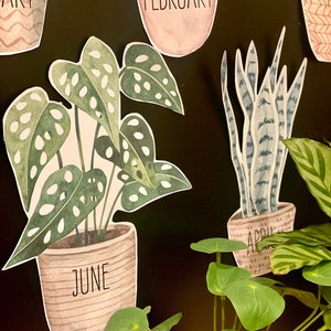BOHO BOTANY Birthday Display, Birthday Chart, Plants Themed Classroom ...