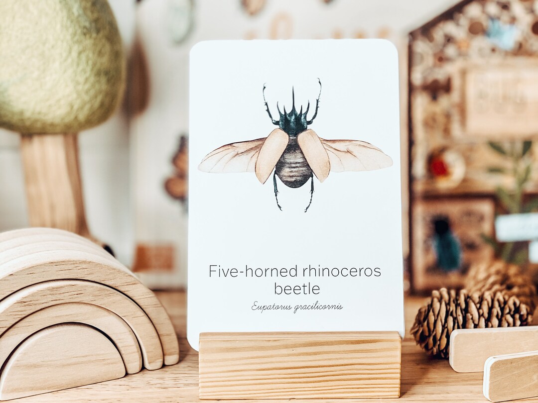 Beetle Species Flashcards, Beetles, Bugs, Nature, Flashcards, Digital ...
