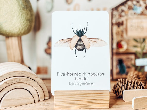 Beetle Species Flashcards Beetles Bugs Nature Flashcards | Etsy