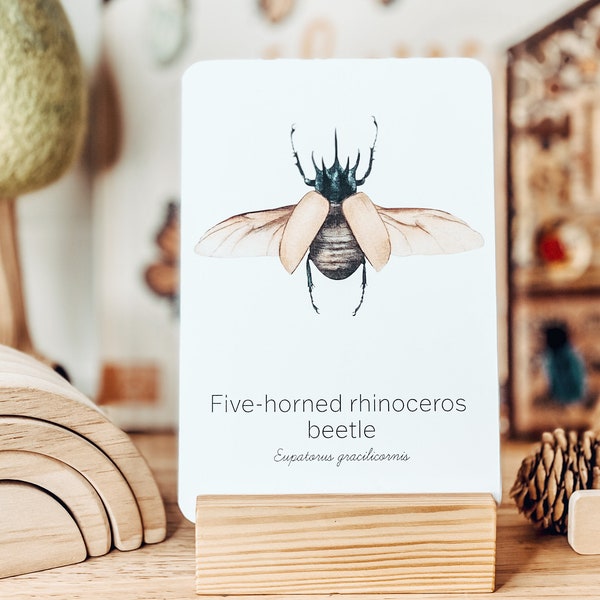 Montessori Beetle - Etsy