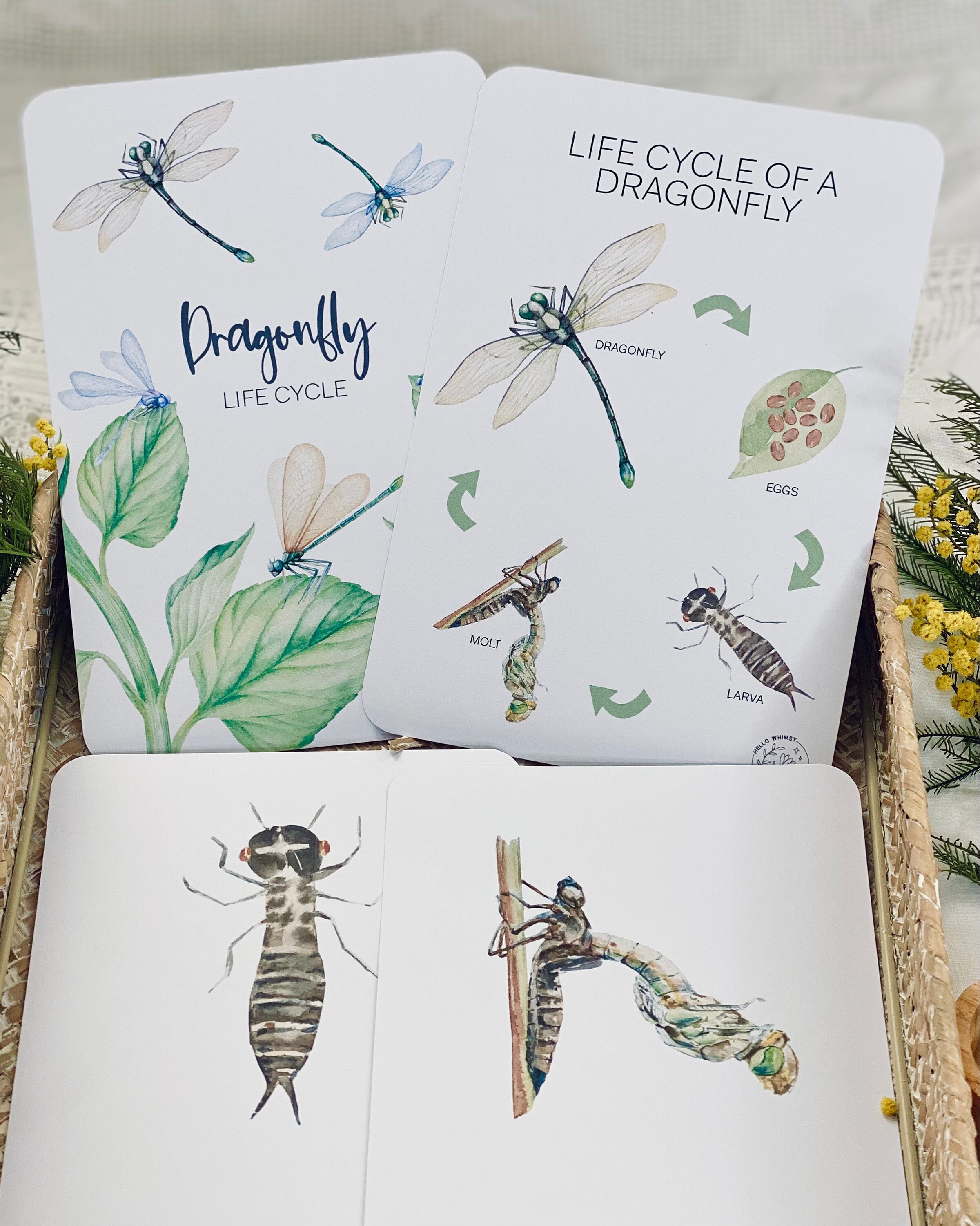 Homeschool Resources Lifecycle Ladybugs Nature Digital DIY Montessori ...