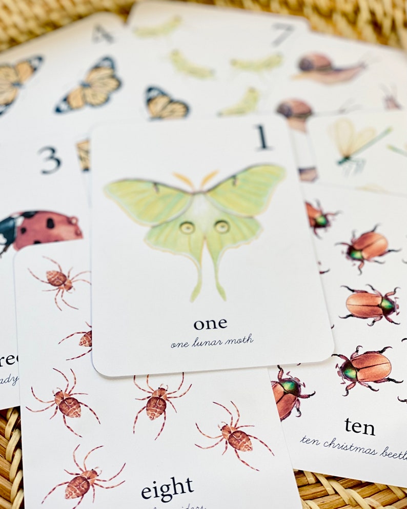 Minibeast Number Flashcards Bugs Insects Nature Counting - Etsy