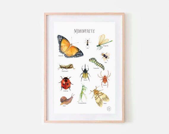 Minibeasts Illustration Minibeast Poster Nature Educational - Etsy