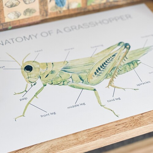 Grasshopper Anatomy