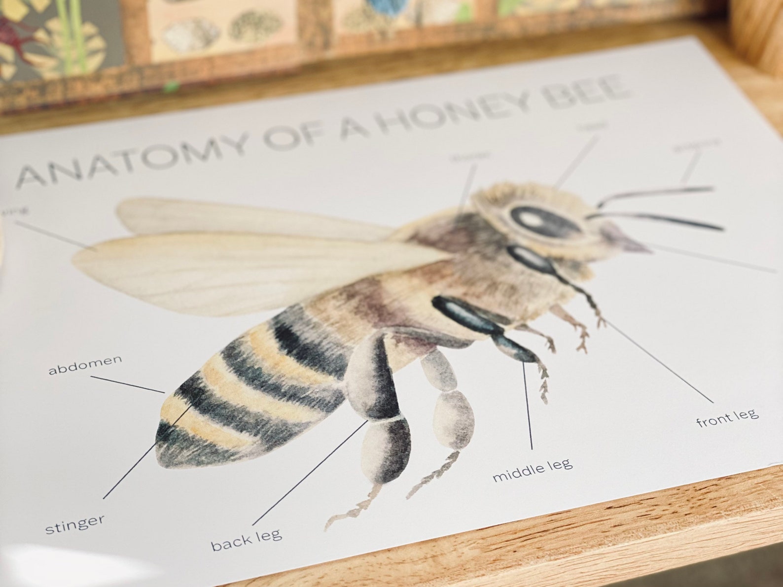 Anatomy of a Bee Poster Bee Anatomy Nature Poster Digital | Etsy