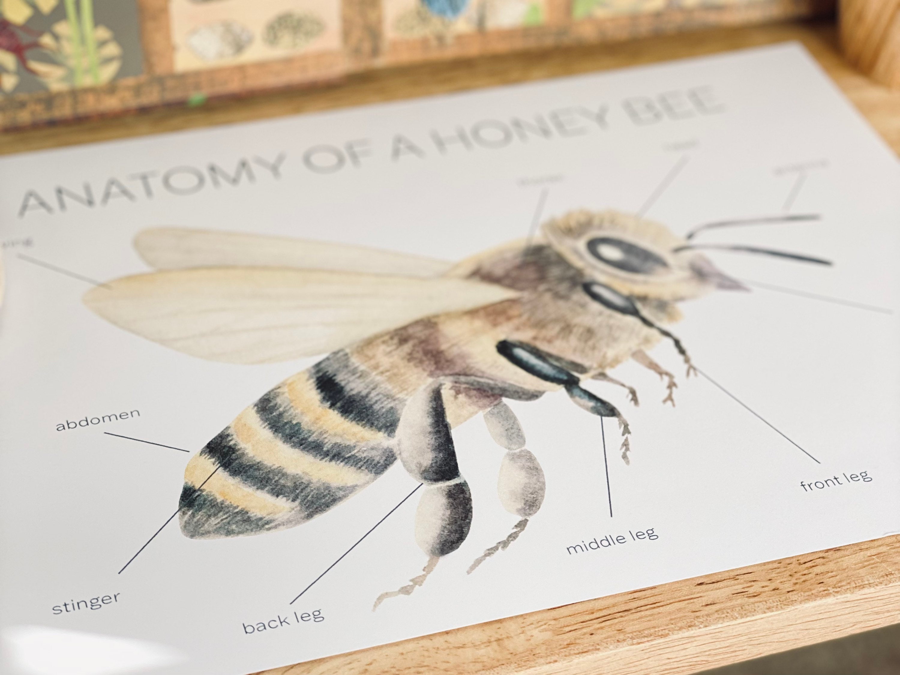 Anatomy of a Bee Poster Bee Anatomy Nature Poster Digital - Etsy Australia