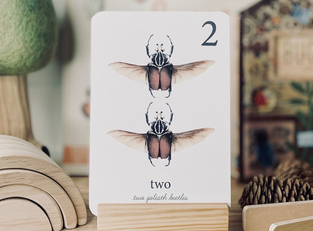 Beetle Number Flashcards Beetles Nature Flashcards Digital - Etsy Australia