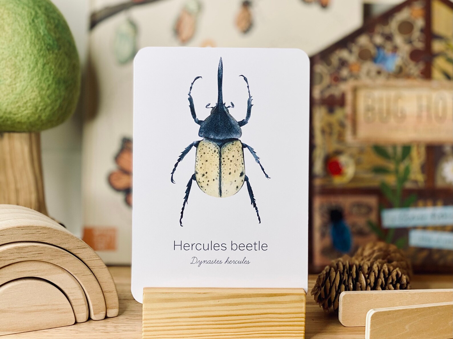 Beetle Species Flashcards Beetles Bugs Nature Flashcards - Etsy Australia