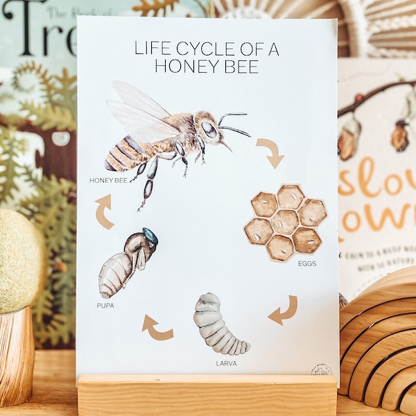 Life Cycle of a Honey Bee - Etsy