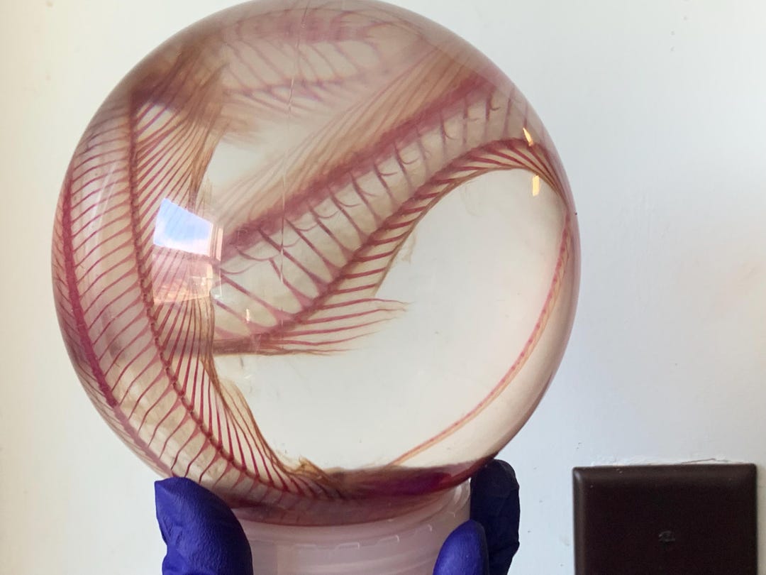 Diaphonized HUGE Snake Like FISH - 5” Plastic Crystal Ball Jar - Oddity ...