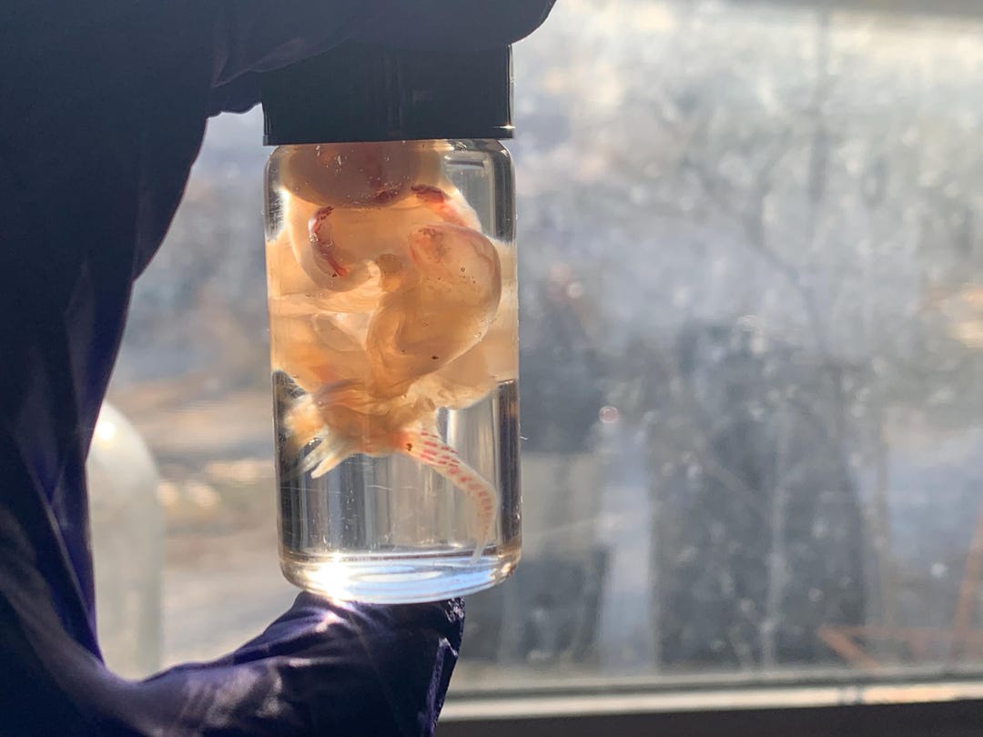 Mouse Family Siblings Baby Diaphonized Mice Glass Jar Oddity Wet ...