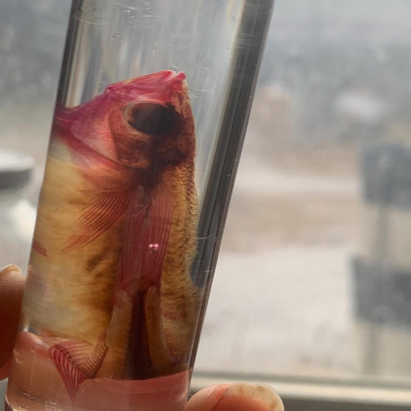 Diaphonization - Etsy