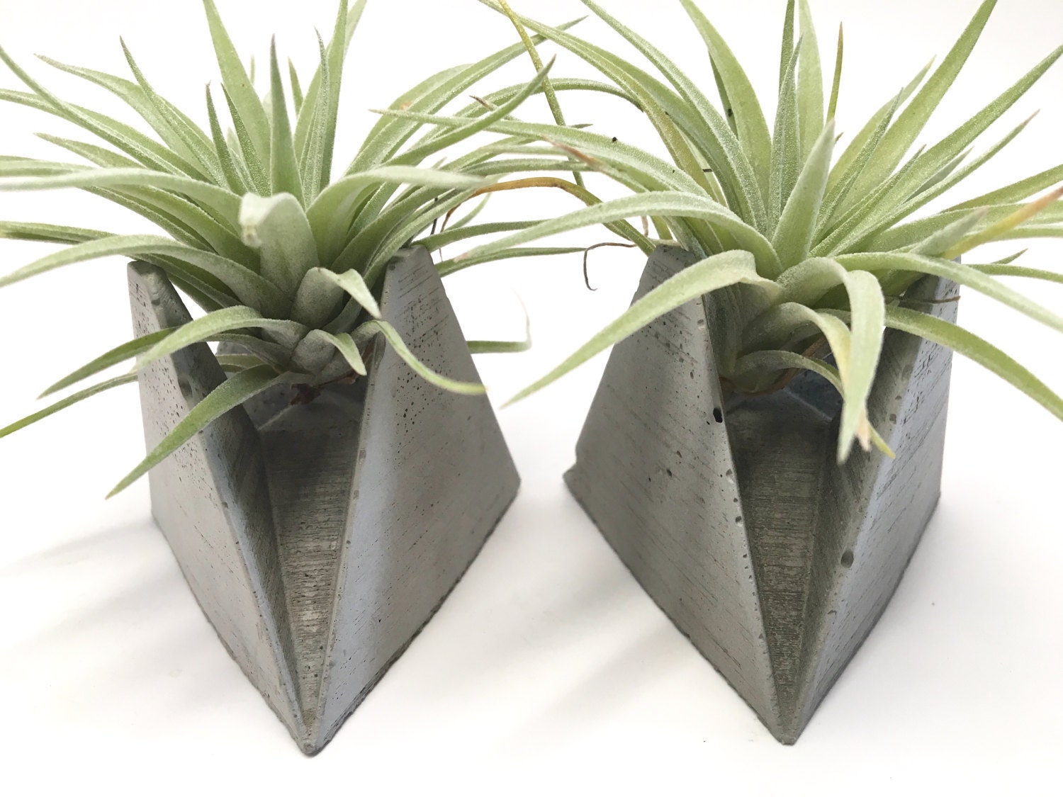 Concrete Pyramid Air Plant Holders Includes Air Plants | Etsy