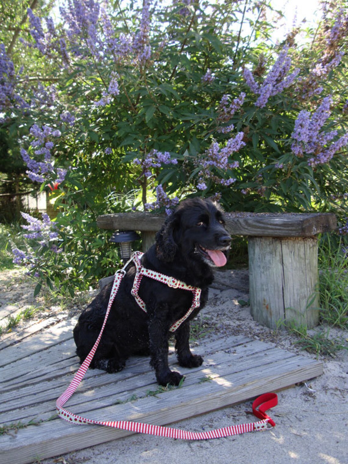 Ladybug Dog Leash Red Girly Cute Pet Leash Ribbon Dog Leash | Etsy