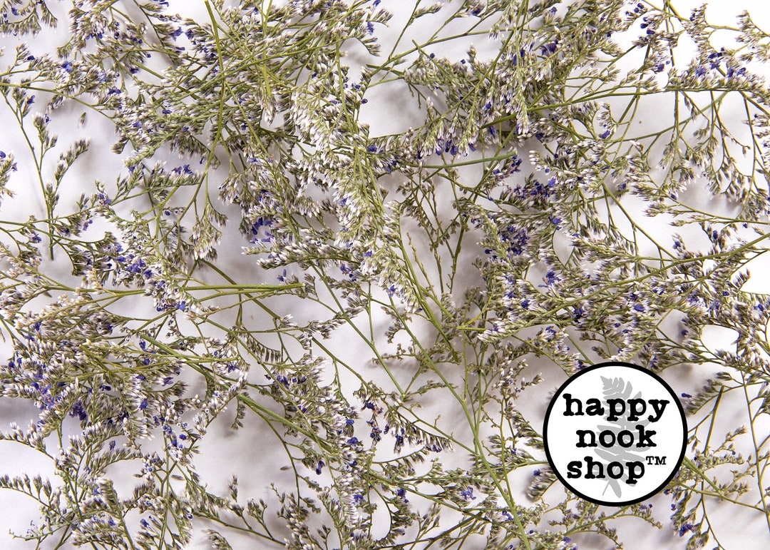 Real Dried Small Blue 13 Limonium Stems, 30 Pieces Natural Flower ...