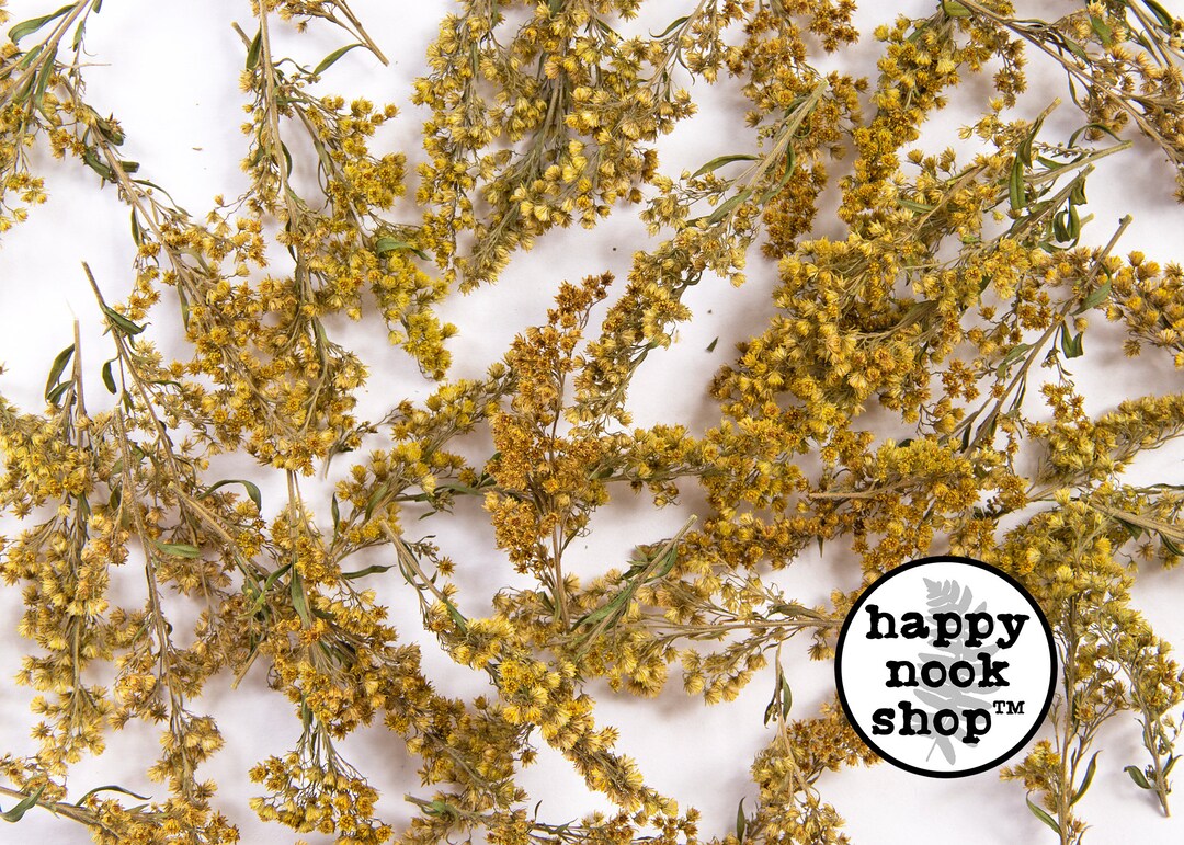 Real Dried Small 23 Solidago Stems, 30 Pieces Natural Flower Supply for ...