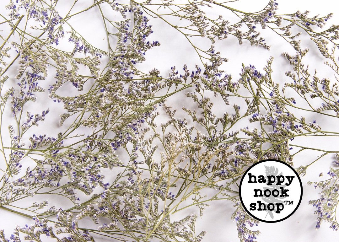 Real Dried Large Blue 46 Limonium Stems, 12 Pieces Natural Flower ...