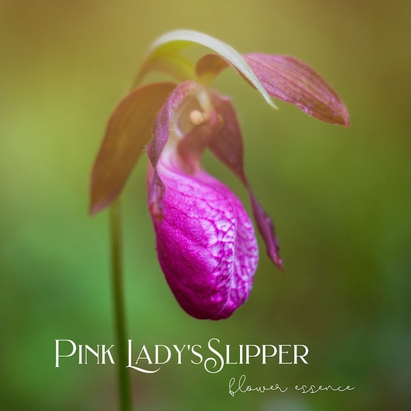 Lady Slipper - Etsy