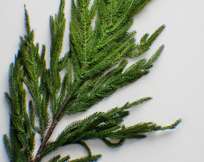 30 Fresh Touch Norfolk Pine Spray Artificial Pine Spray, Stem Christmas ...