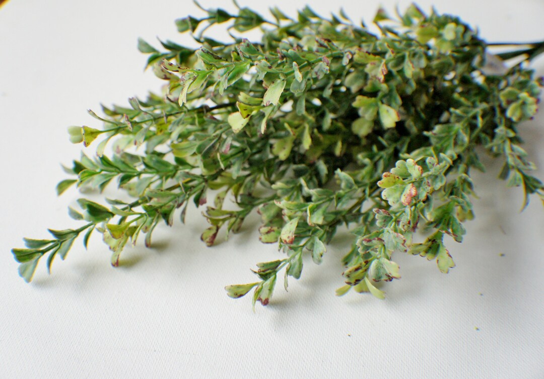 16" Boxwood Bush, Boxwood Stem, Greenery, Faux Boxwood, Artificial ...