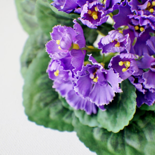Violet - Etsy